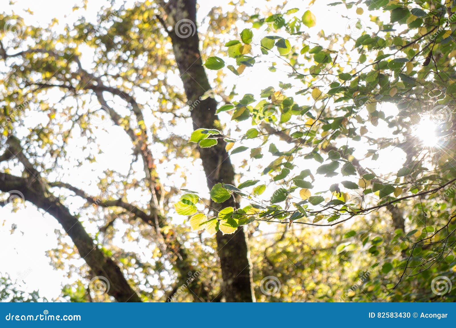 Sunlight and Lens Flare, Tree Leaves Stock Photo - Image of forest ...