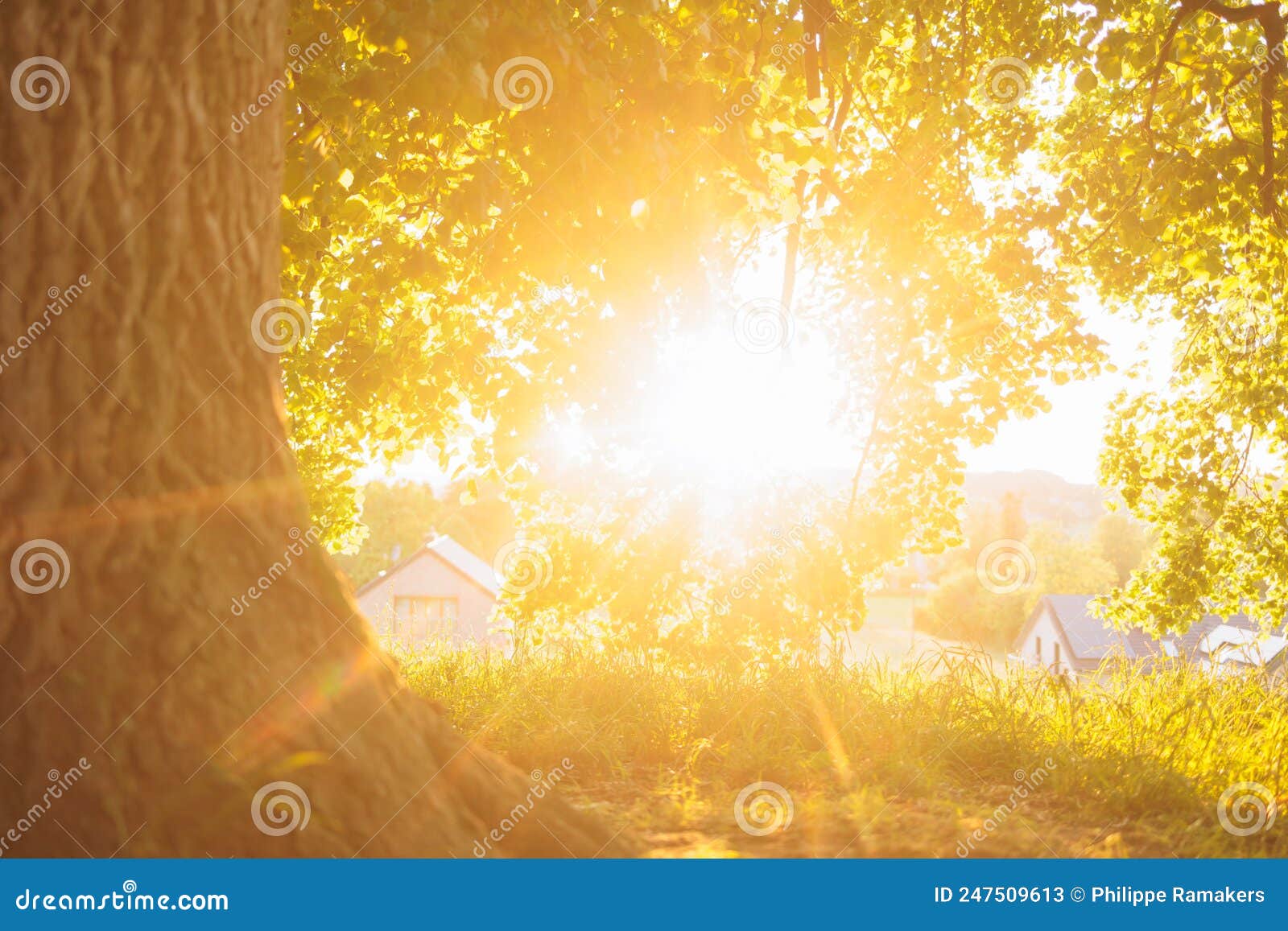 Sunlight Light Rays Under Big Tree Stock Image - Image of bright, plant ...