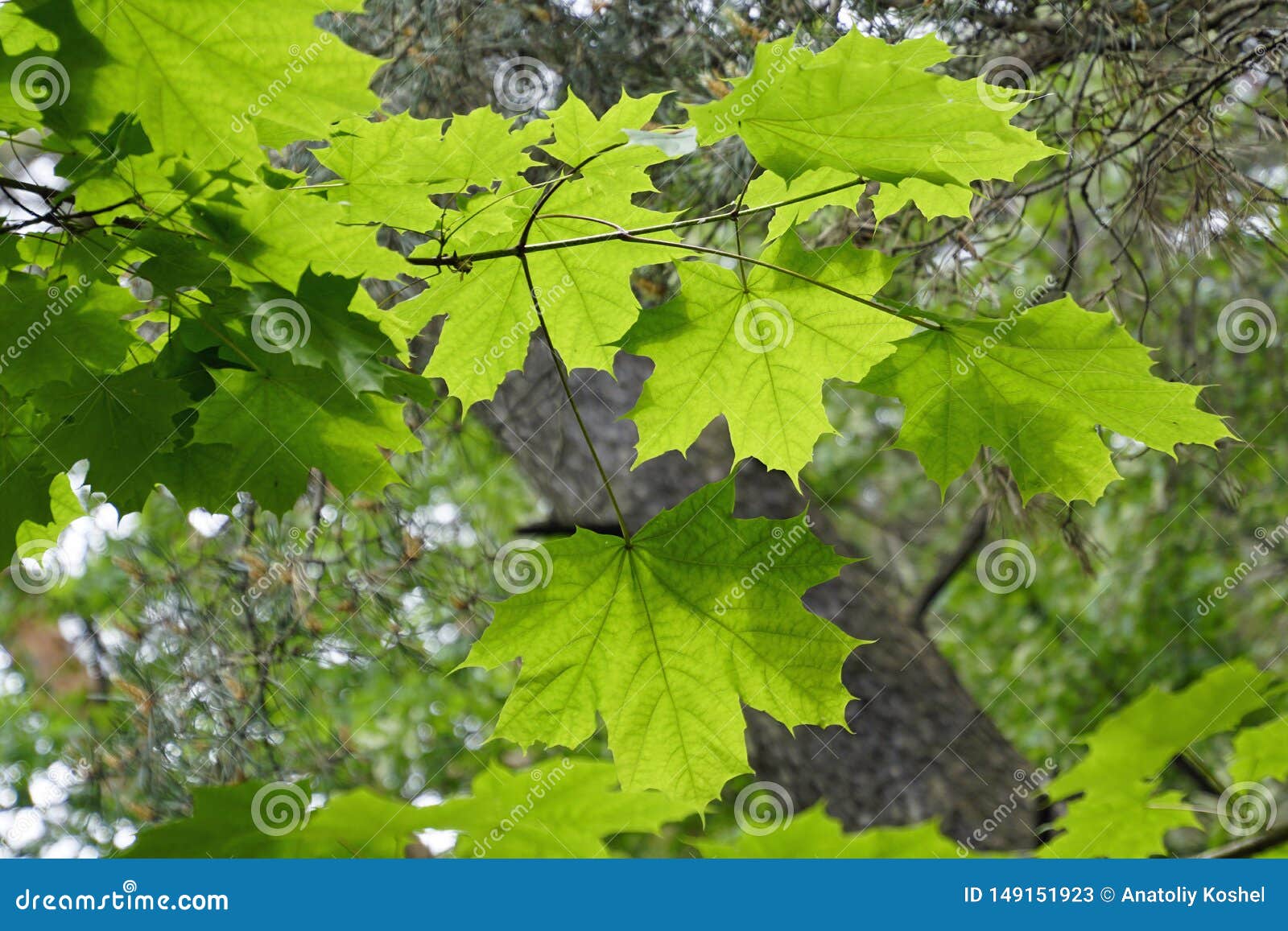 Sunlight in Maple Leaves. Trees in the Forest. Bright Green and Shade ...