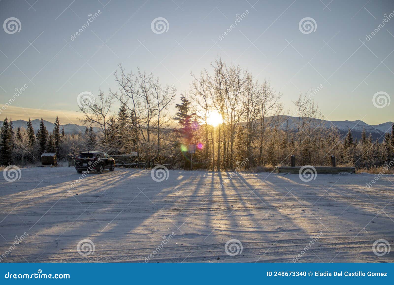 Sunlight in the Middle of the Trees in a Cold Morning Stock Photo ...