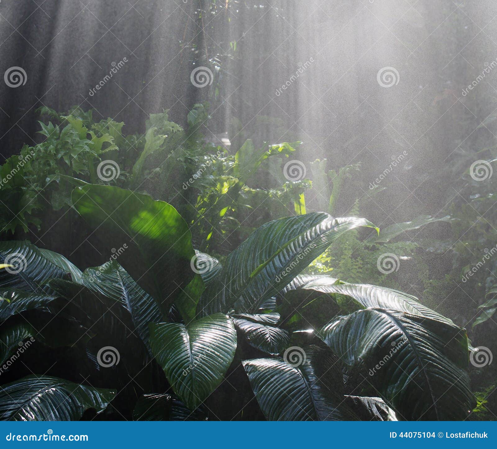 Sunlight and Mist on Tropical Plants Stock Photo - Image of flora ...