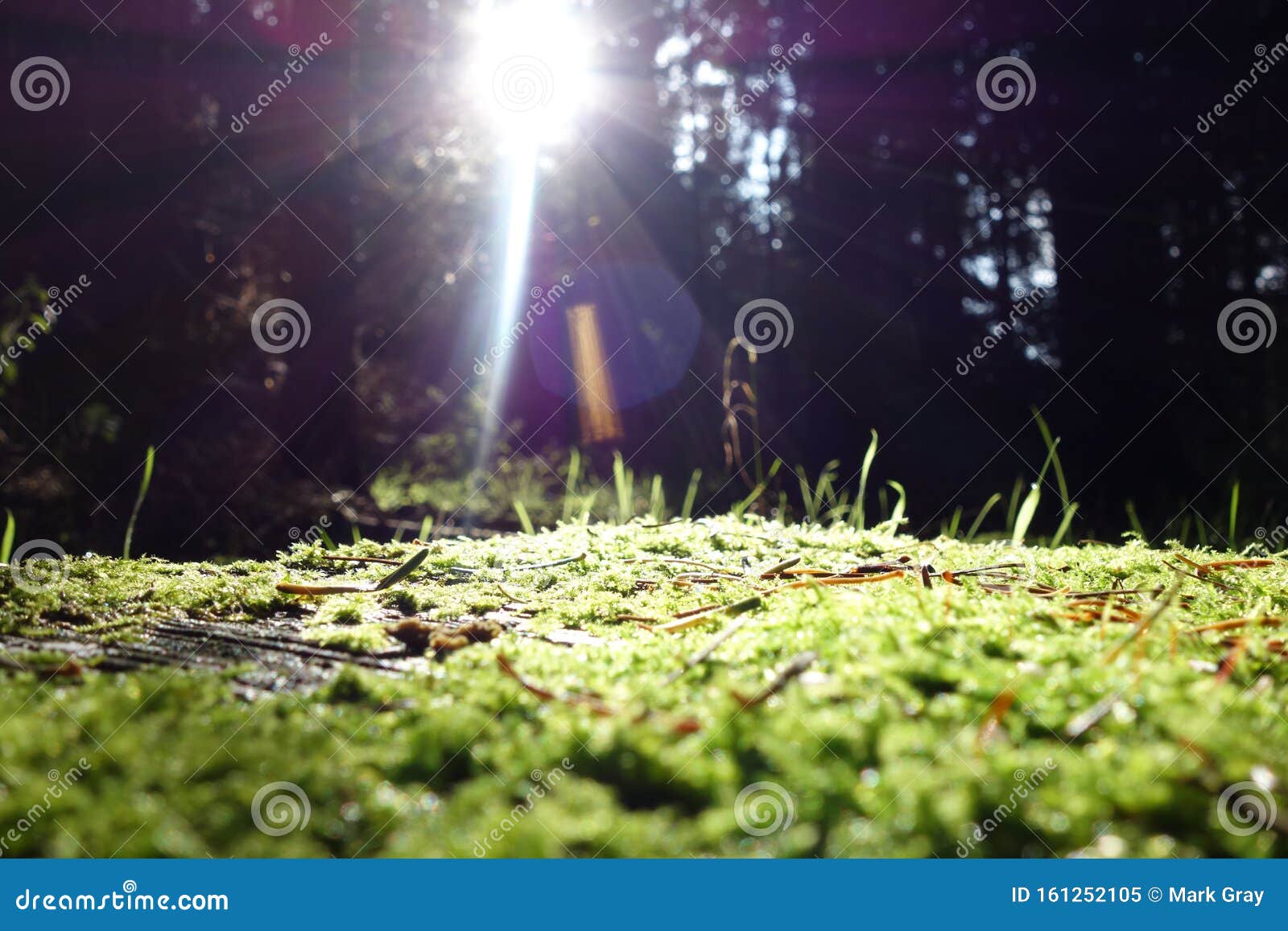 Sunlight on Moss stock image. Image of moss, trees, woodland - 161252105