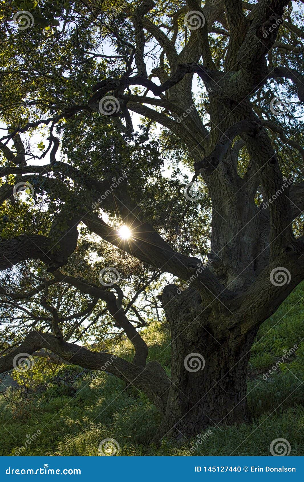 Sunlight through Oak Tree that Survived California Fires Stock Photo ...