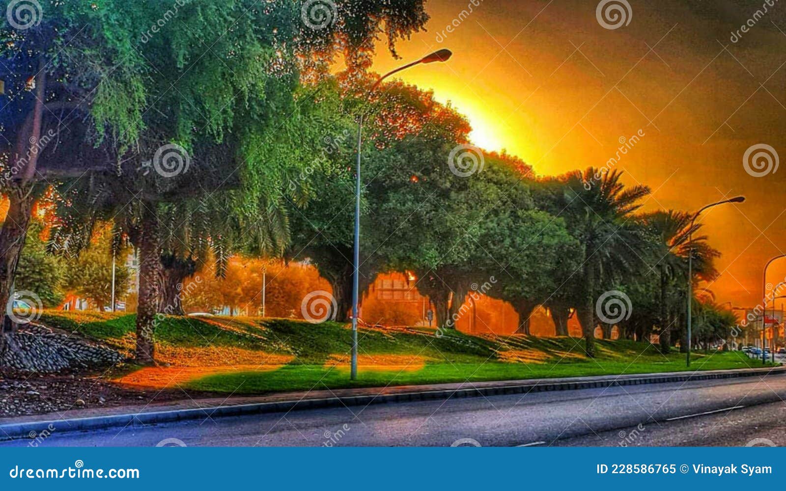 Sunlight Pass through Trees Stock Image - Image of evening, nature ...