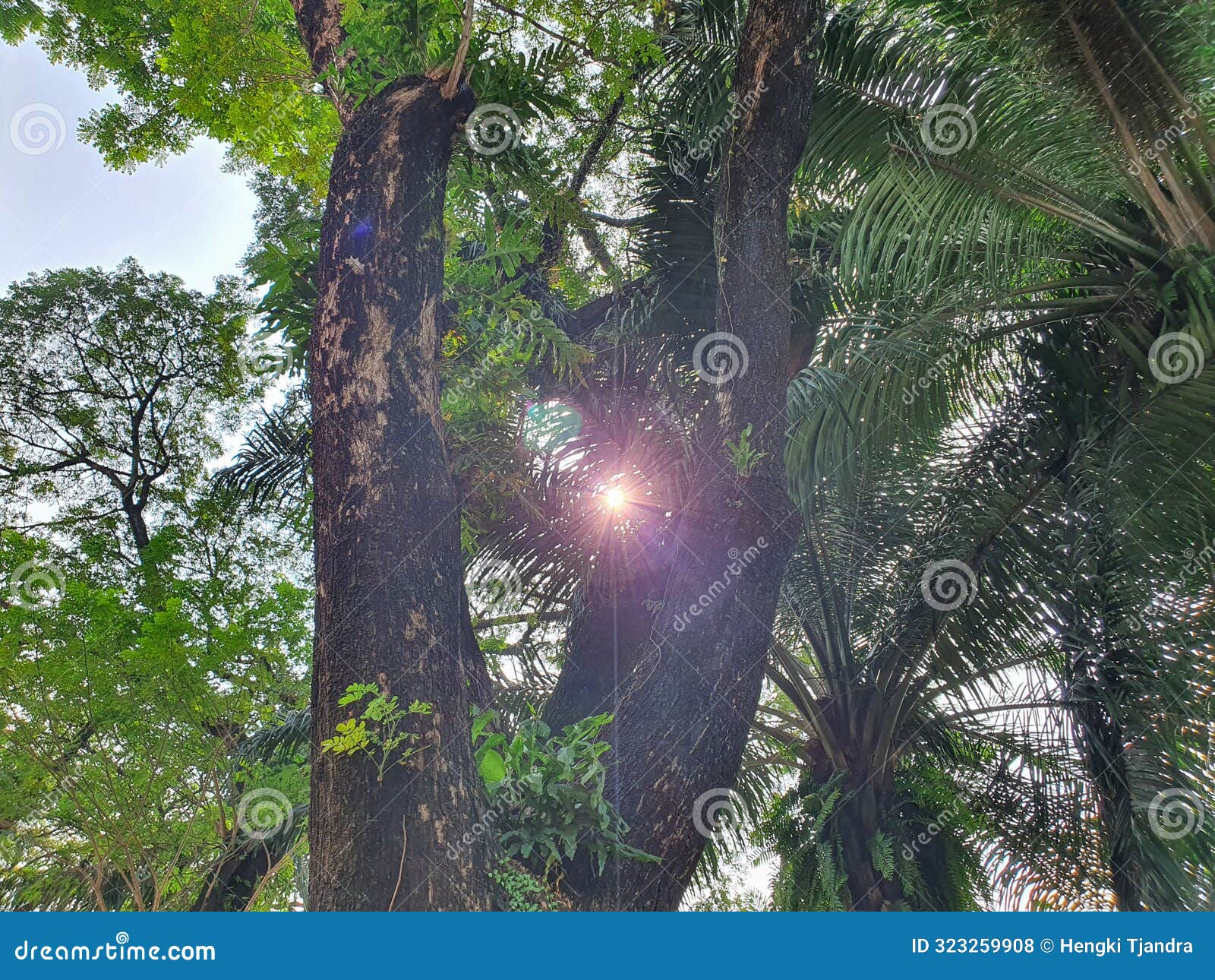 Sunlight Passing through the Gaps in the Tree Leaves Stock Photo ...