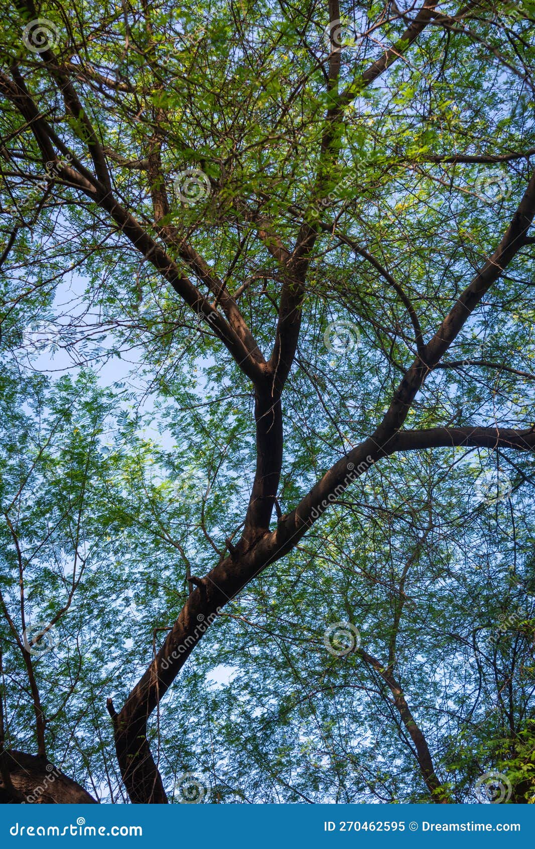 Sunlight Passing through Tree Leaves in Tropical Forest. Stock Image ...