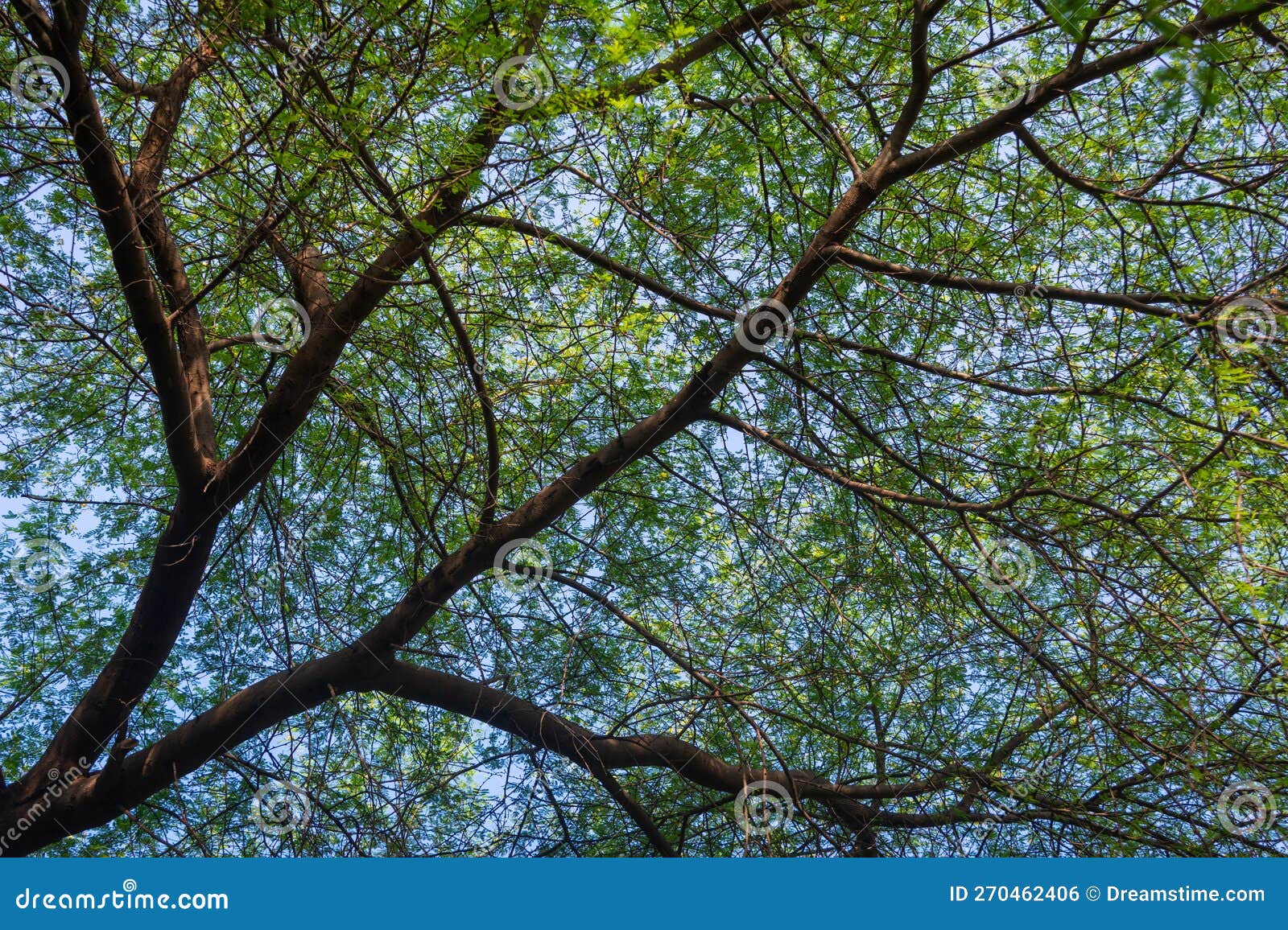 Sunlight Passing through Tree Leaves in Tropical Forest. Stock Photo ...