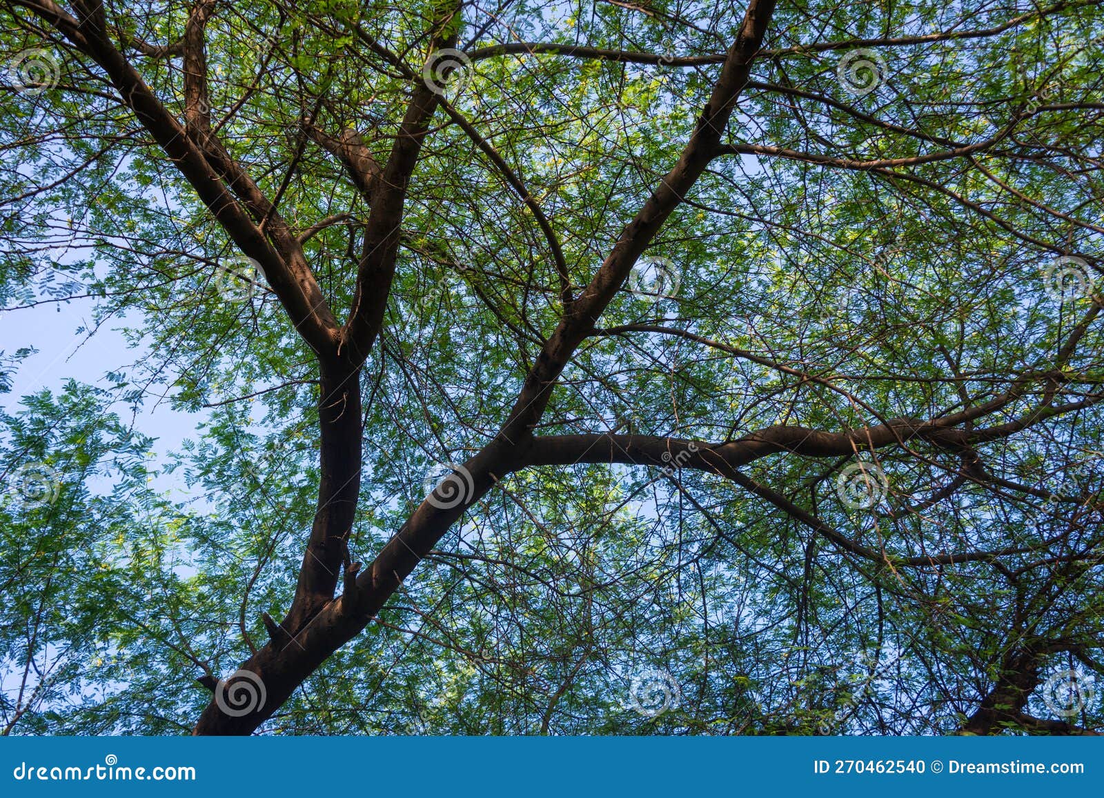 Sunlight Passing through Tree Leaves in Tropical Forest. Stock Photo ...