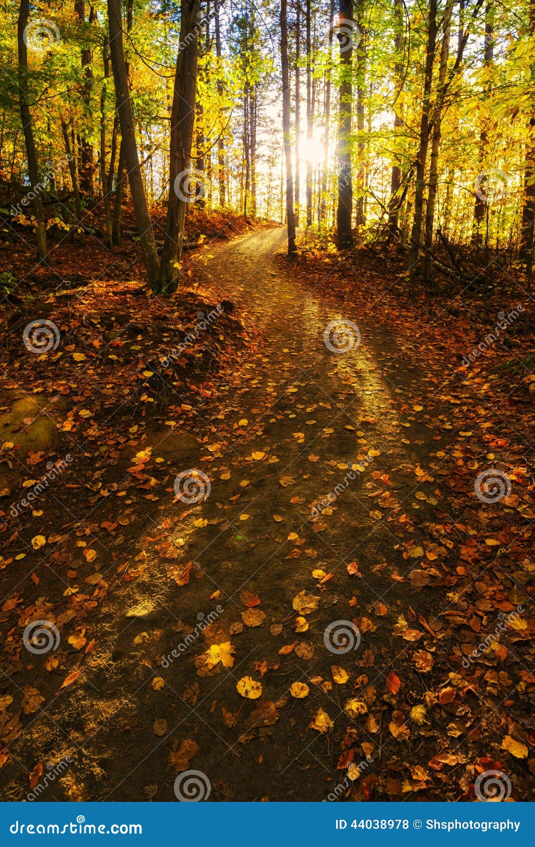 Sunlight Path in a Fall Forest Stock Photo - Image of maple, algonquin ...
