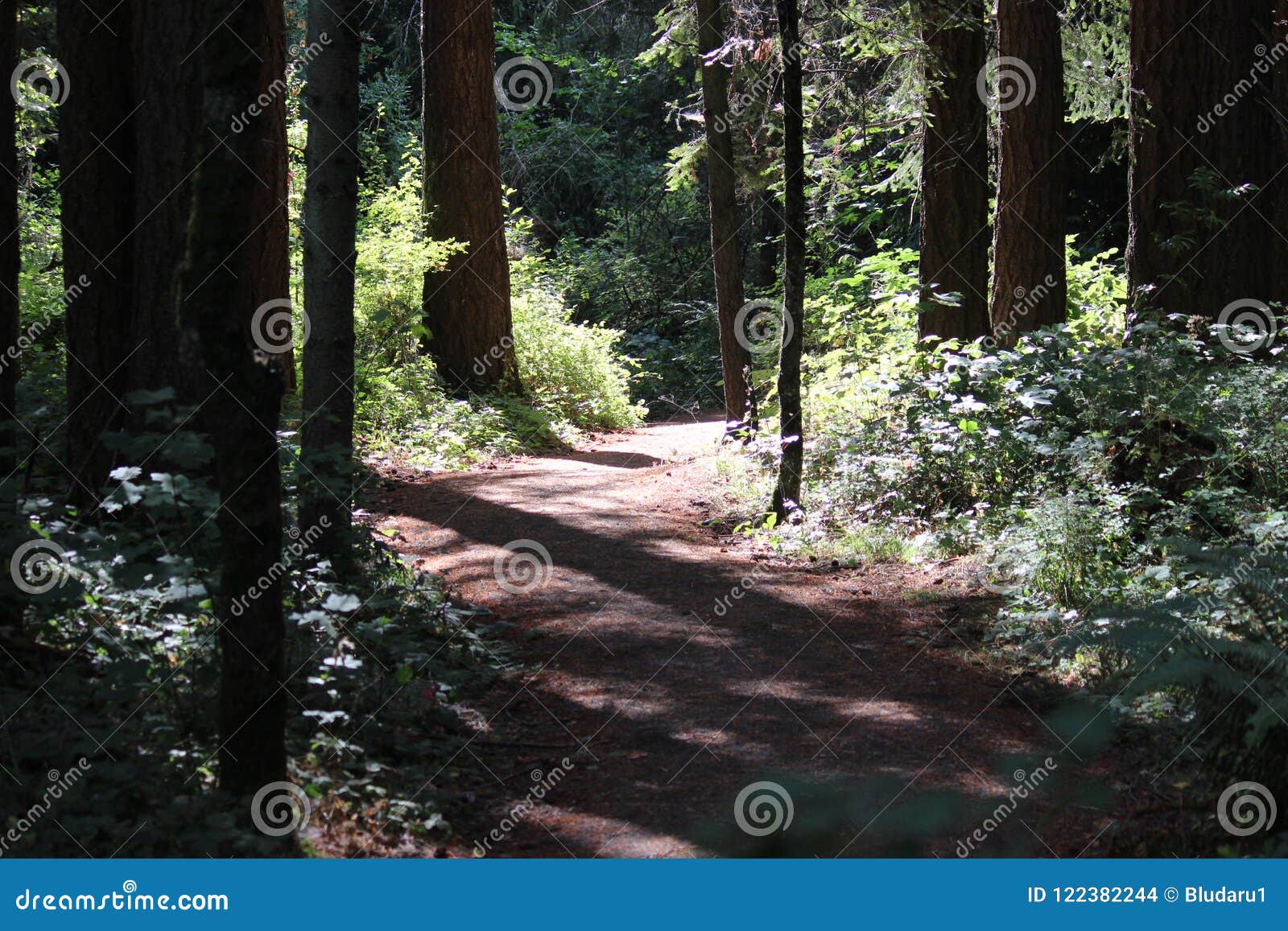 A Path Thru Trees stock photo. Image of nature, park - 122382244