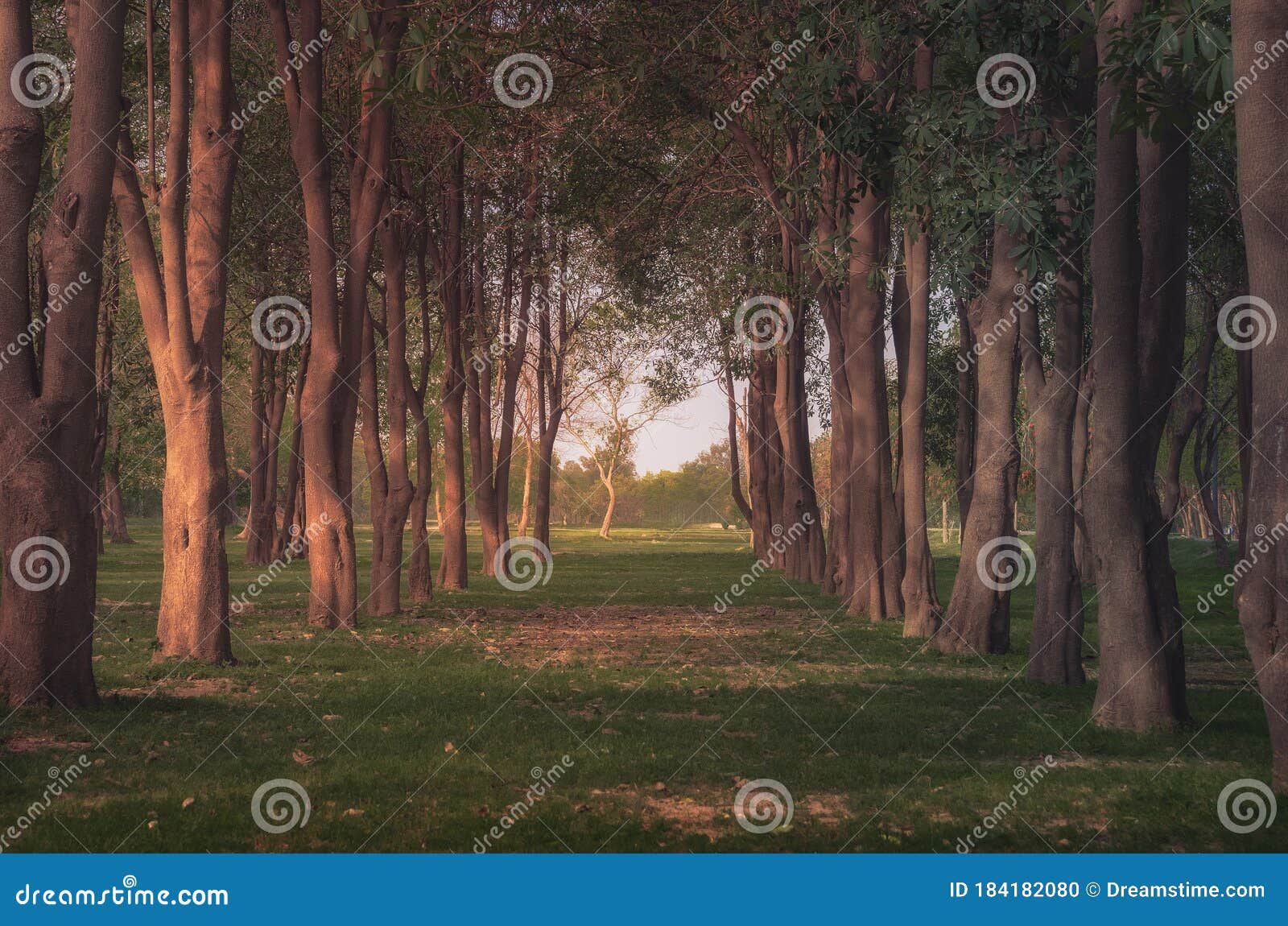 Sunlight on Pathway between Trees in Forest Stock Photo - Image of walk ...