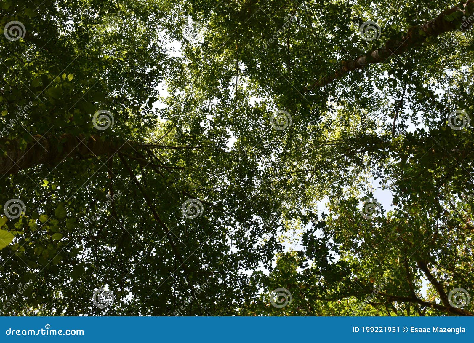 Sunlight Peeking through the Tree Canopy Stock Image - Image of meadow ...