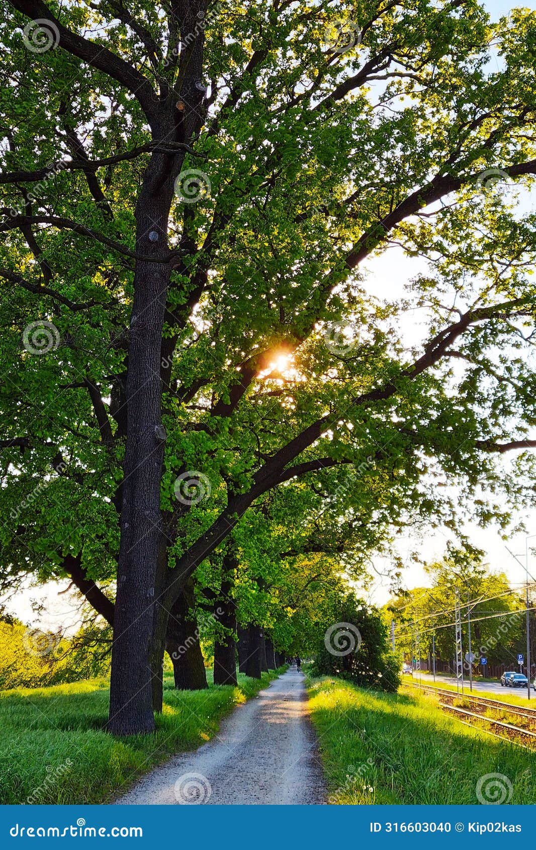 Sunlight Peeking through Trees Along Peaceful Pathway Stock Photo ...