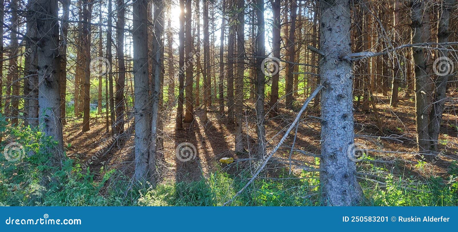 Sunlight Peeking through Trees in Forest Stock Image - Image of nature ...