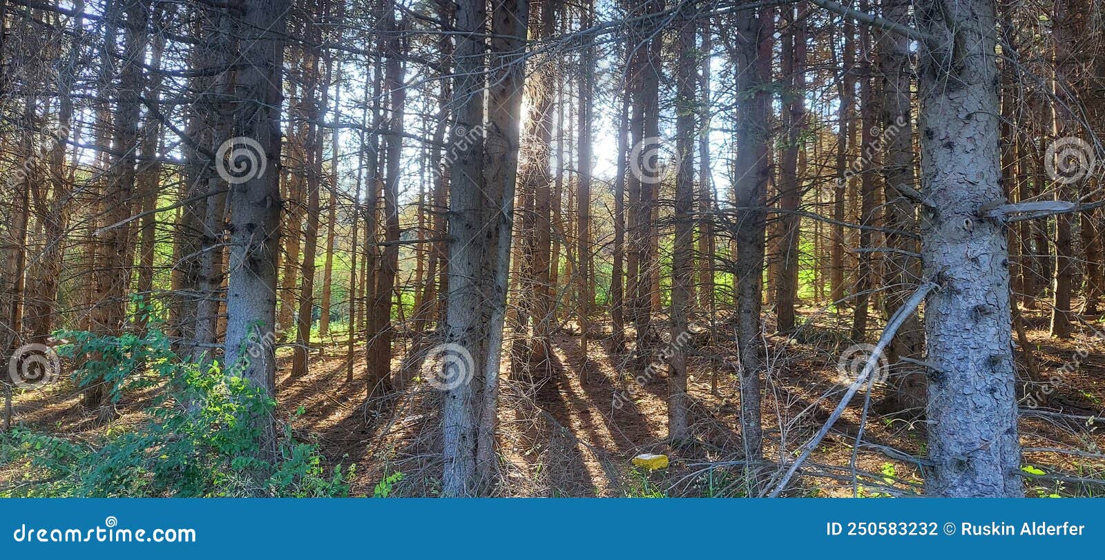Sunlight Peeking through Trees in Forest Stock Photo - Image of trees ...