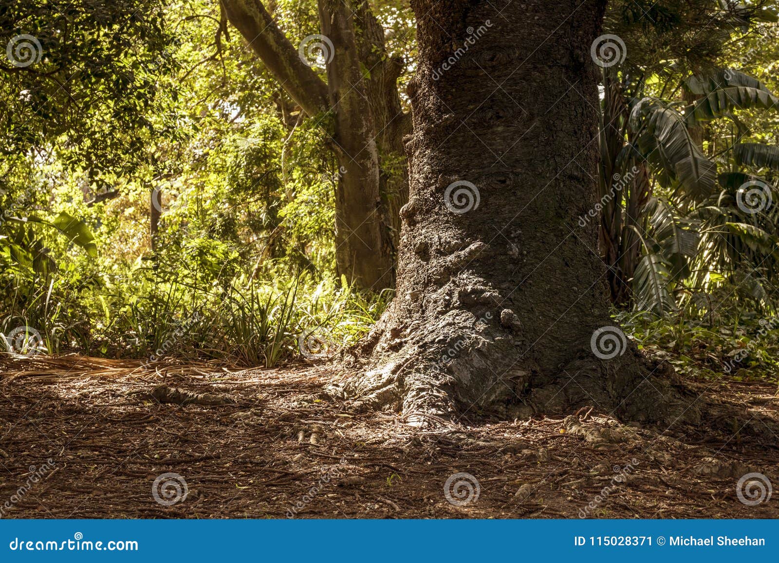 Organic Forest Scene with a Huge Pine Tree Stock Image - Image of ...