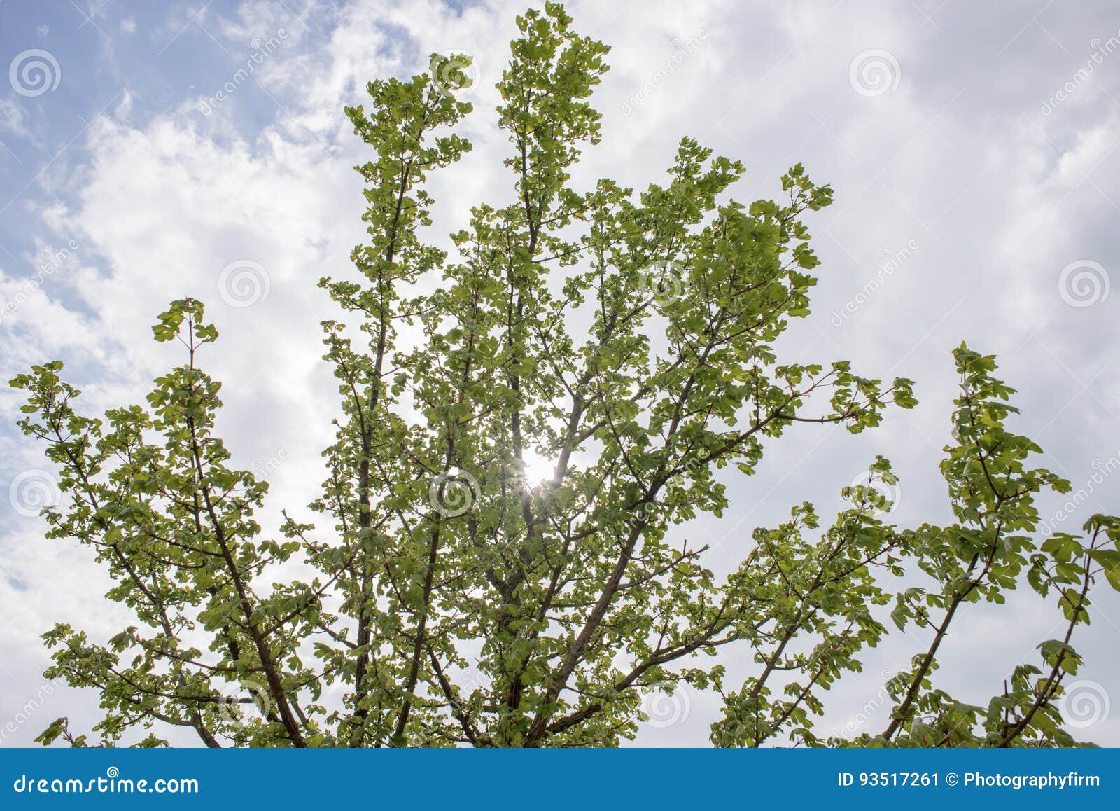 Sunlight Peering Through Palm Tree Royalty-Free Stock Image ...