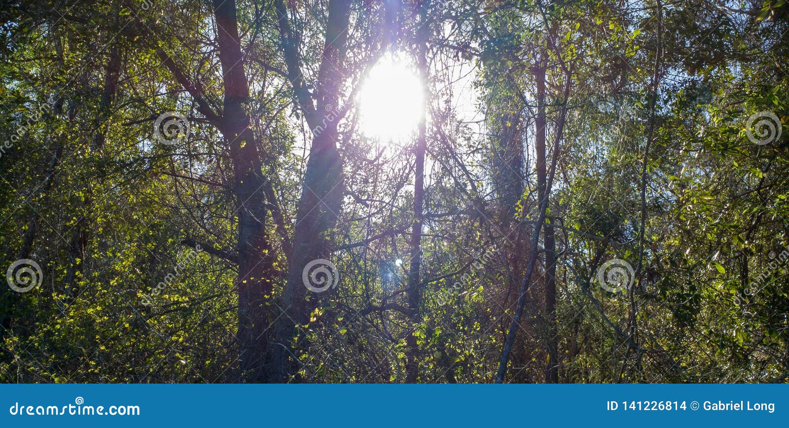 Sunlight Peering through the Skyline of Trees Stock Photo - Image of ...