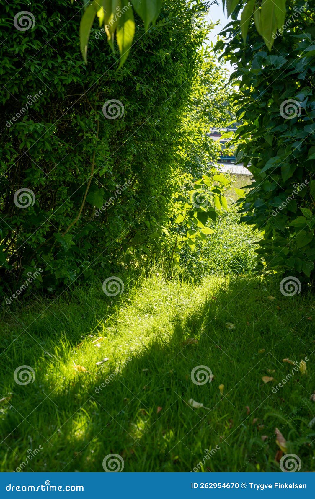 Sunlight Peering Through Branches And Leaves Of Tree Overlooking Stock ...