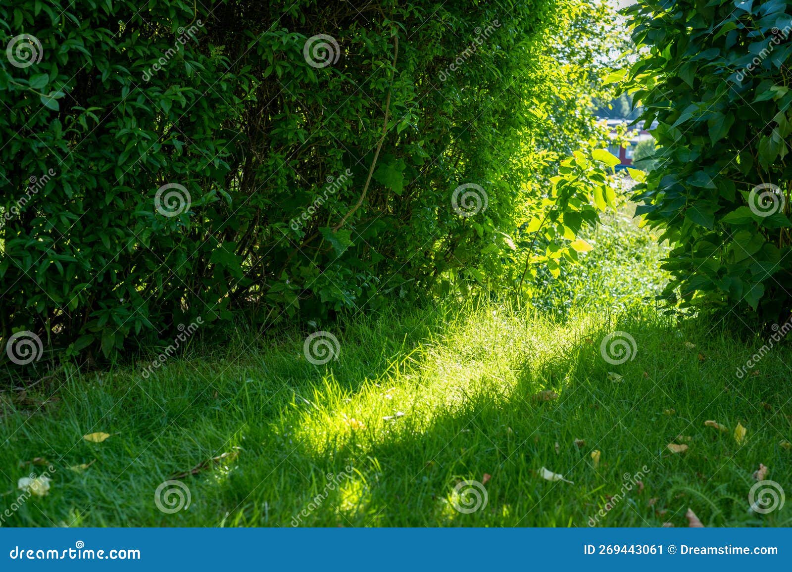 Sunlight Peering through a Small Divide in a Large Green Hedge.. Stock ...