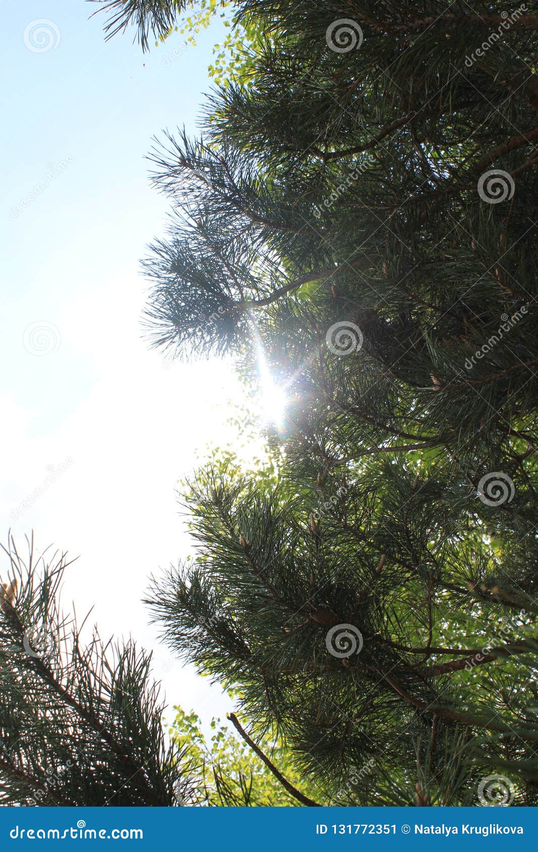 Sunlight in the Pine Forest Stock Image - Image of untouched, protected ...