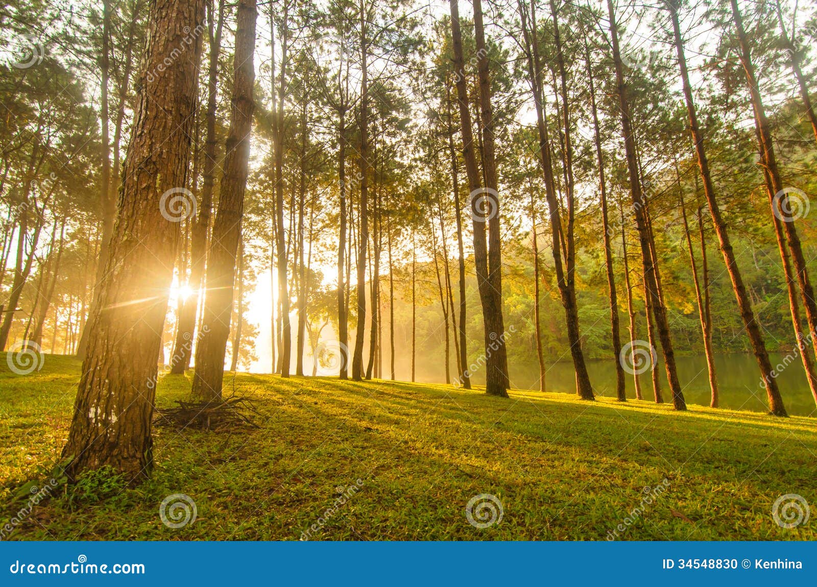 Sunlight in pine tree stock photo. Image of beauty, orange - 34548830