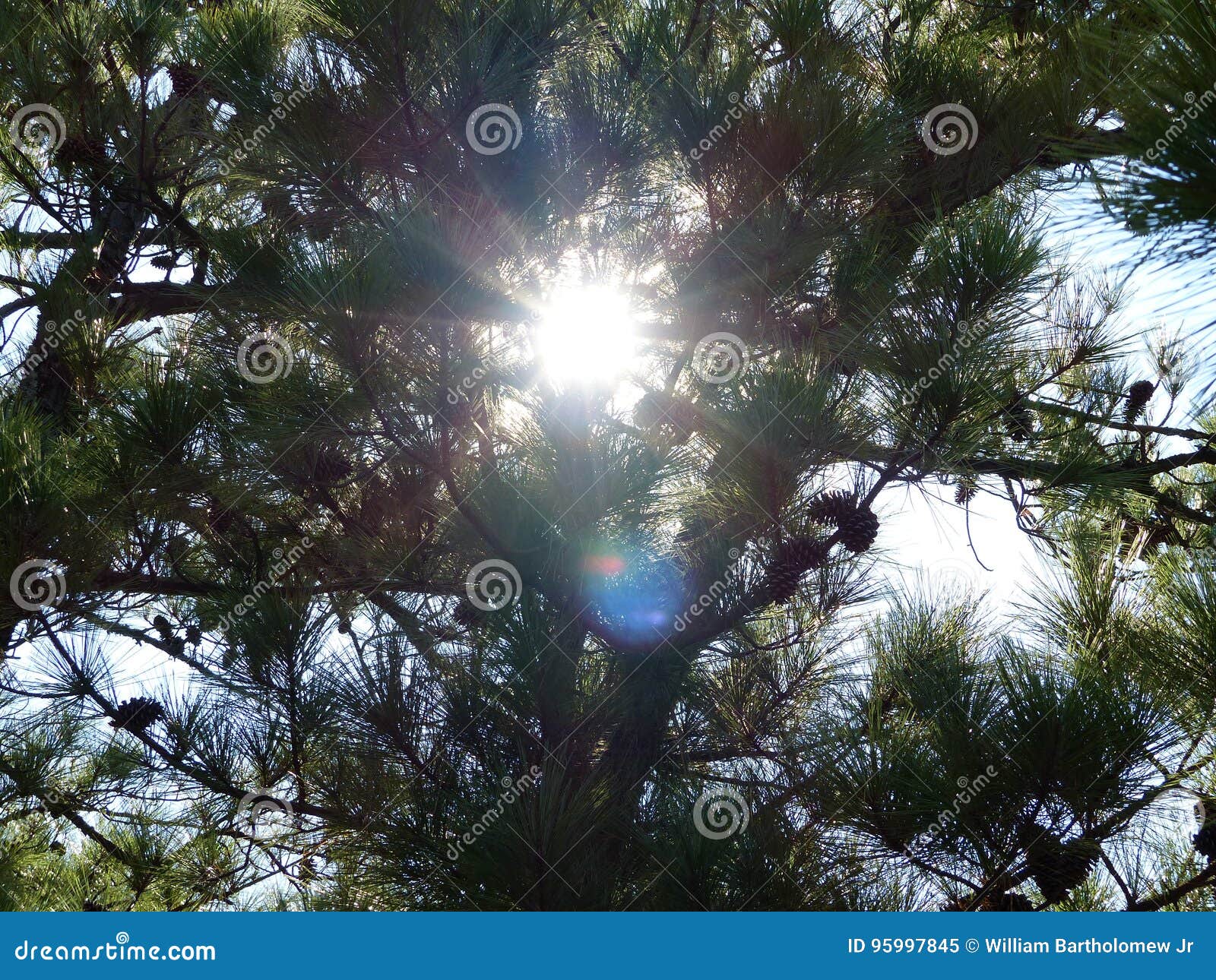 Sunlight through the Pine Trees Stock Image - Image of tree, trees ...