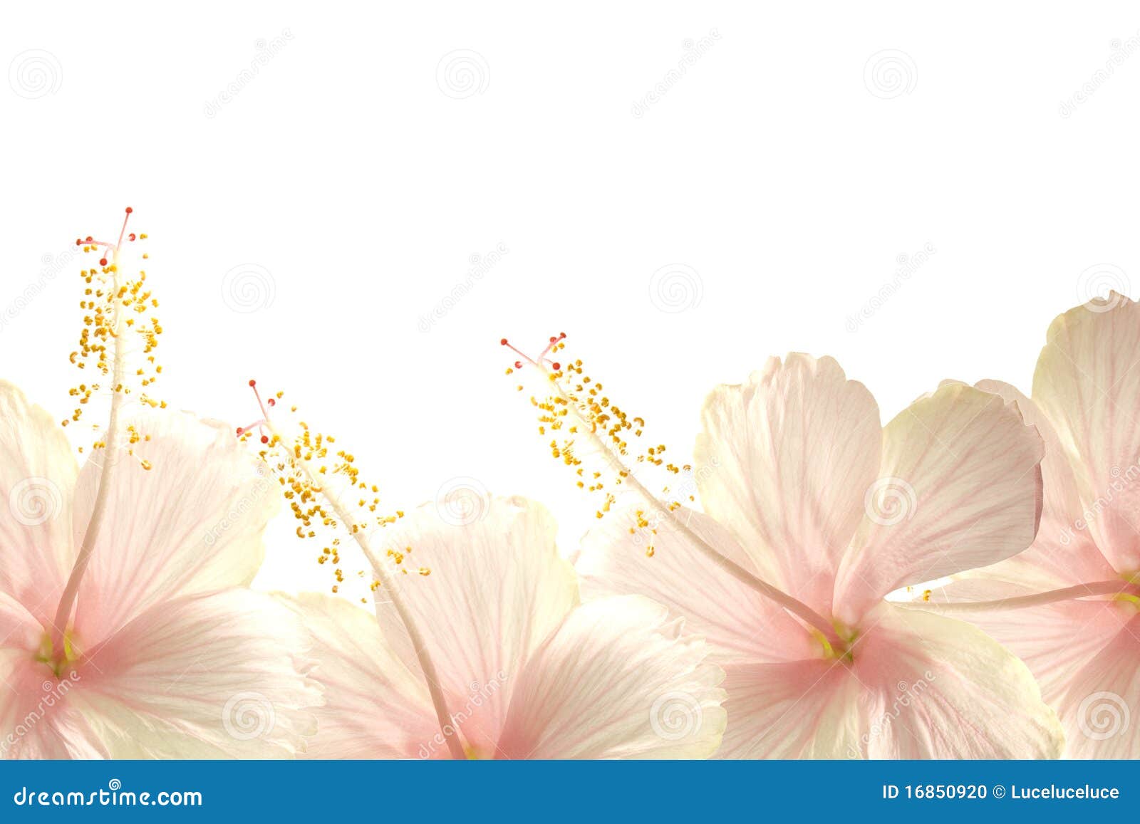 Sunlight Pink Hibiscus Flower Border Background Stock Photo - Image ...
