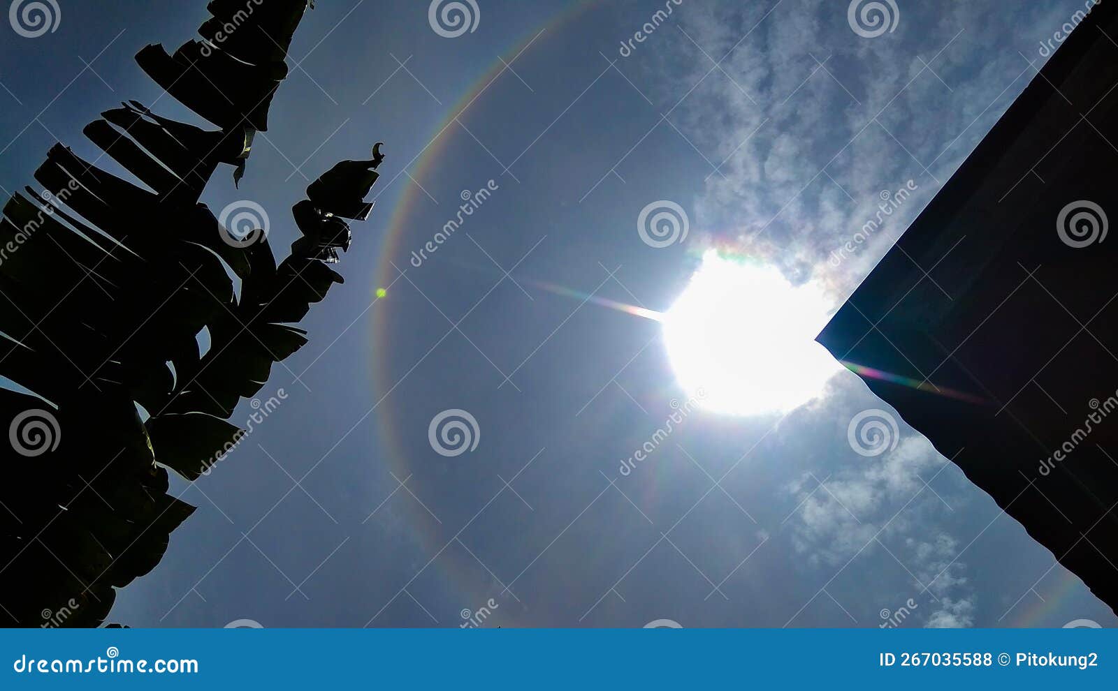 Sunlight Portrait with Leaf Silhouette Stock Photo - Image of moon ...