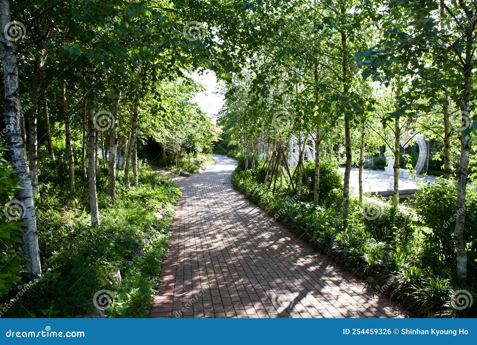 The Sunlight is Pouring Down the Walkway through the Trees Stock Photo ...