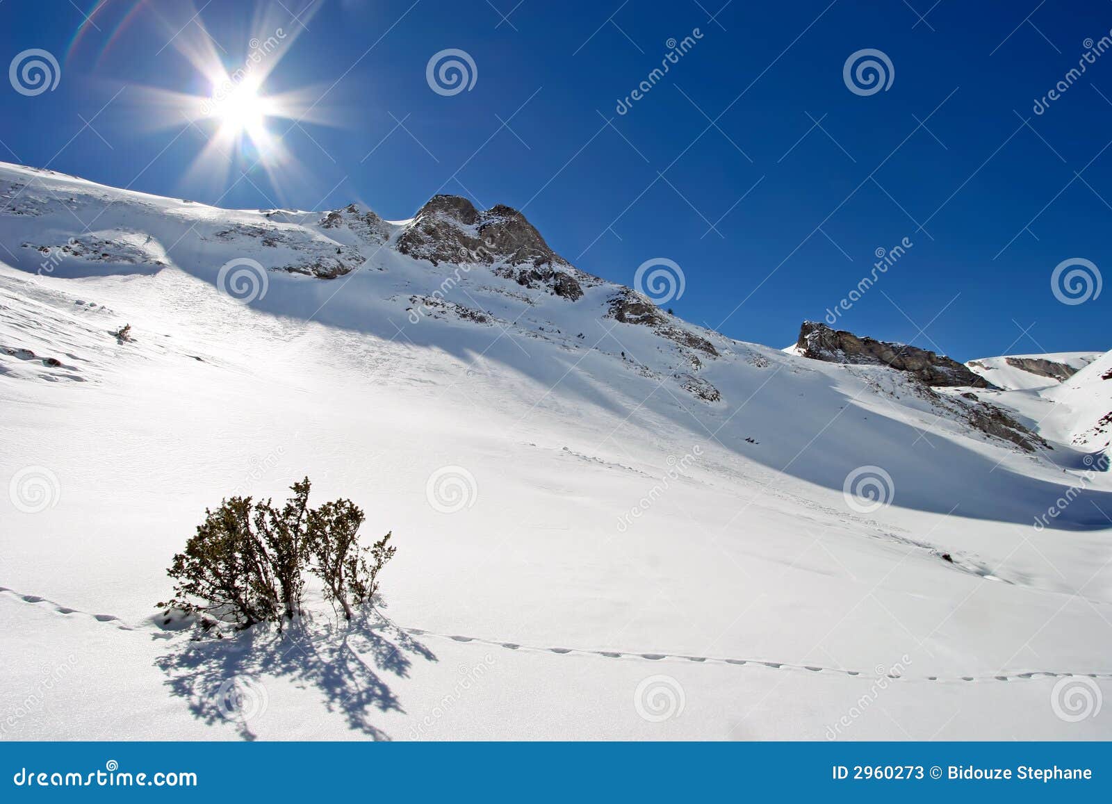 Sunlight on pure snow stock image. Image of tree, scene - 2960273