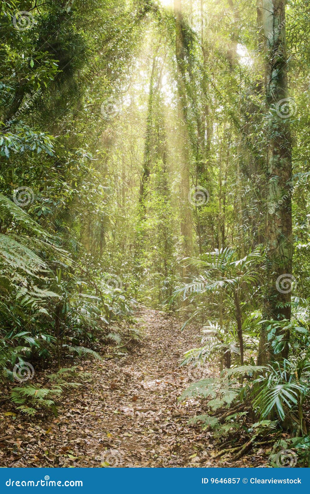 Sunlight in the rainforest stock image. Image of environment - 9646857