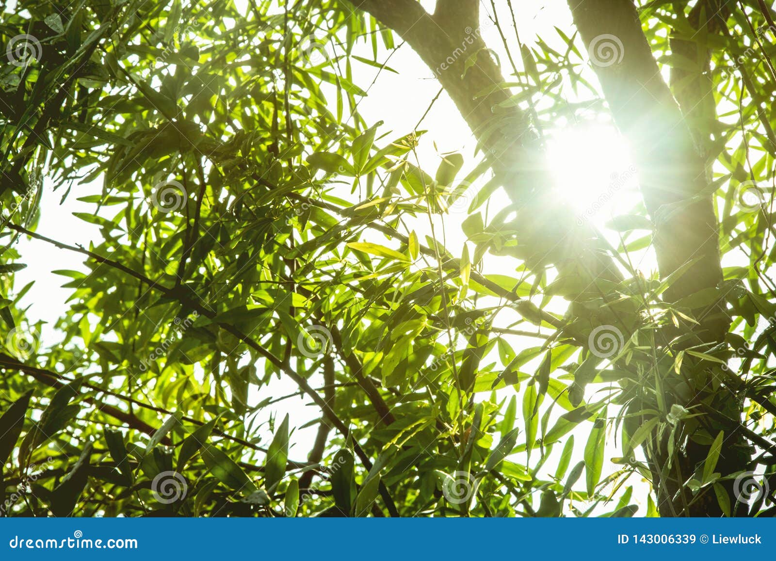 Sunlight Ray with Tree Branch Background Stock Image - Image of wood ...