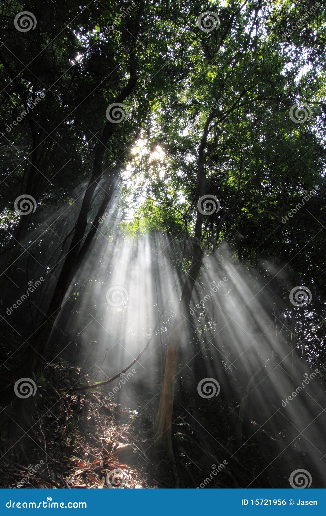 Sunlight rays stock photo. Image of energy, nature, leaves - 15721956
