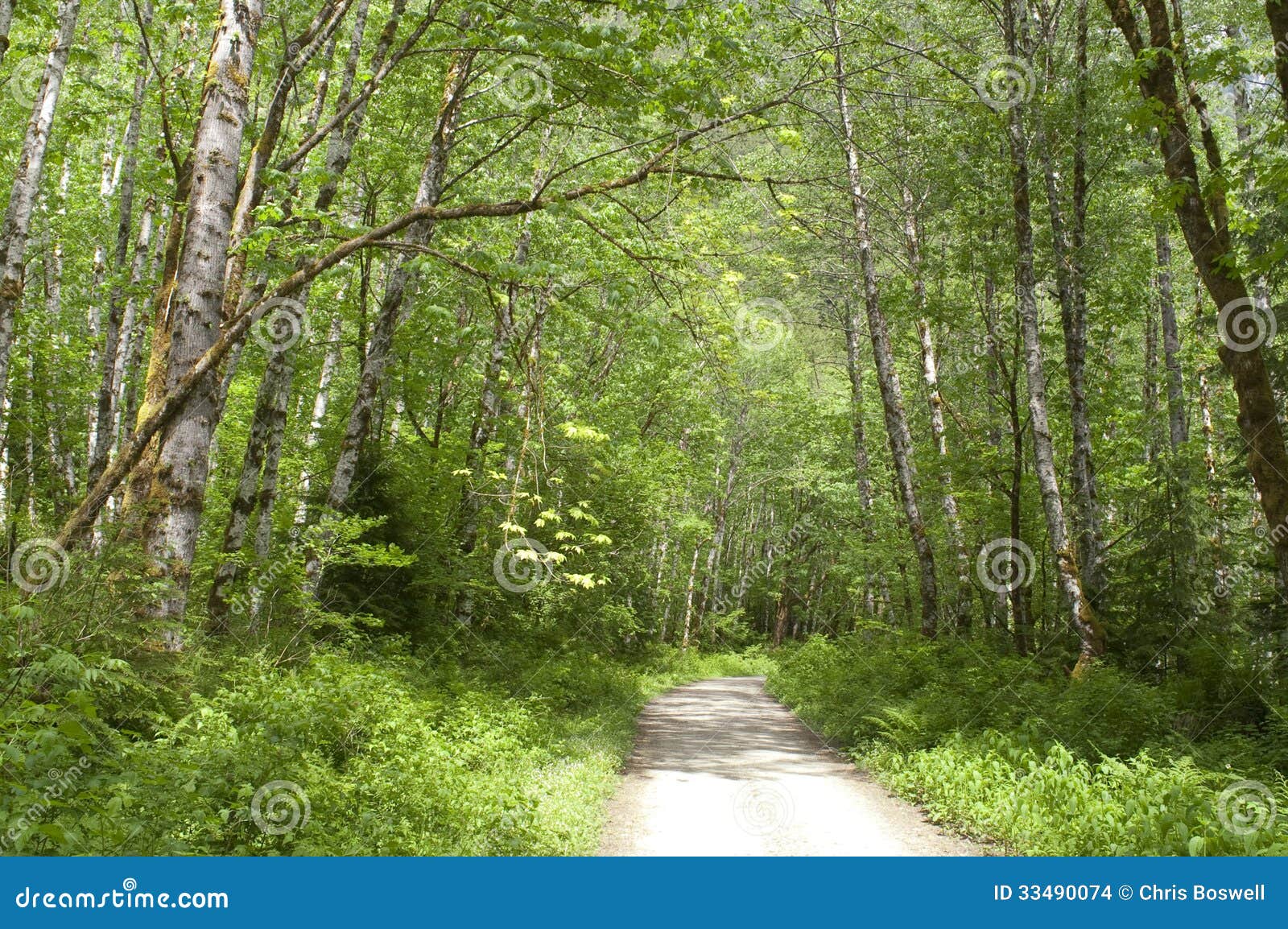 Sunlight Reaches Deep Forest Trail Fire Road Wilderness Woods Stock ...