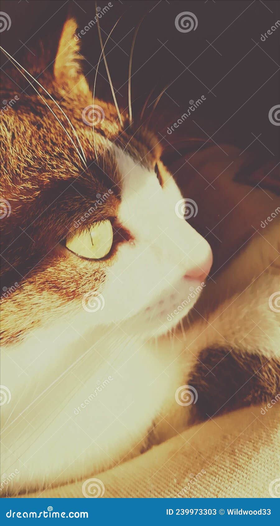 Sunlight Reflected on Cat& X27;s Eyes Stock Image - Image of feline ...