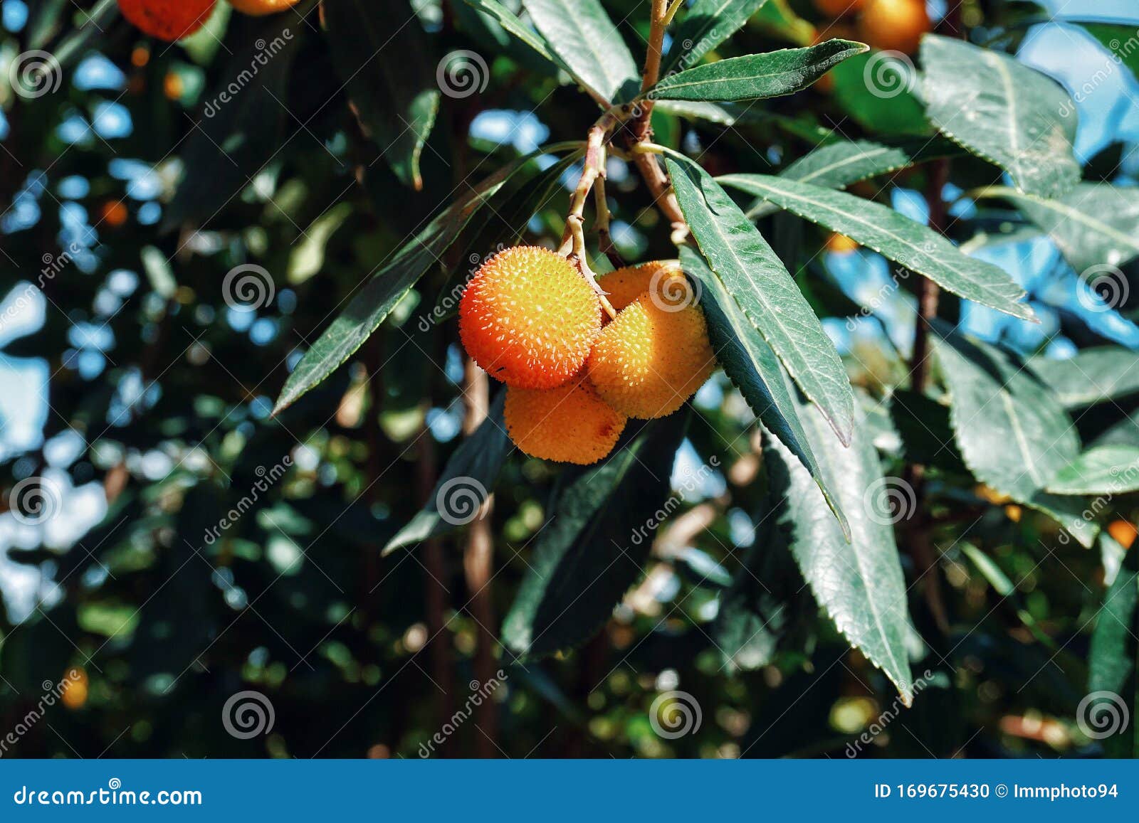 Sunlight Reflected on a Fruit of an Arbutus Uned or Strawberry Tree ...