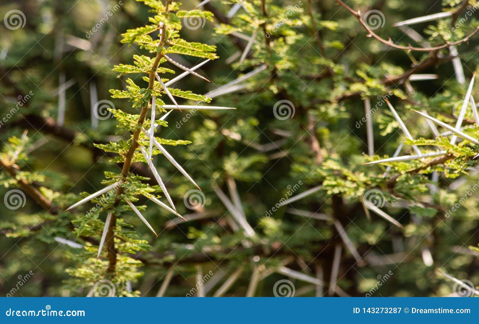 Thorny acacia branches stock image. Image of branch - 143273287