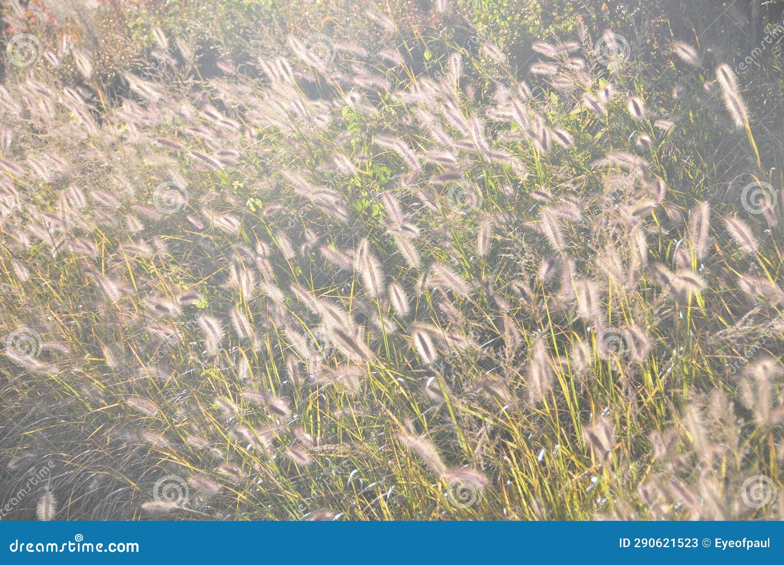 Sunlight Reflection Rays Blurry Scene of Long High White Rice Trees in ...
