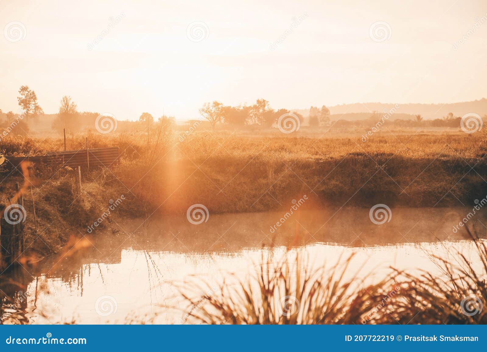 Sunlight on rice fields stock image. Image of countryside - 207722219