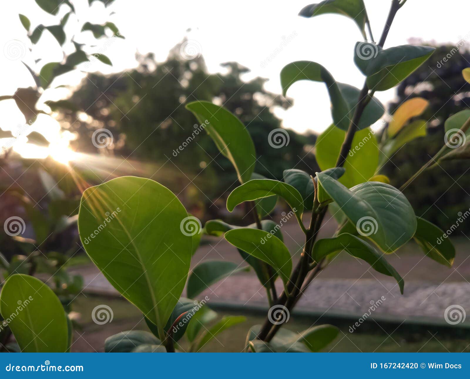 Morning and tree stock photo. Image of growth, environment - 167242420