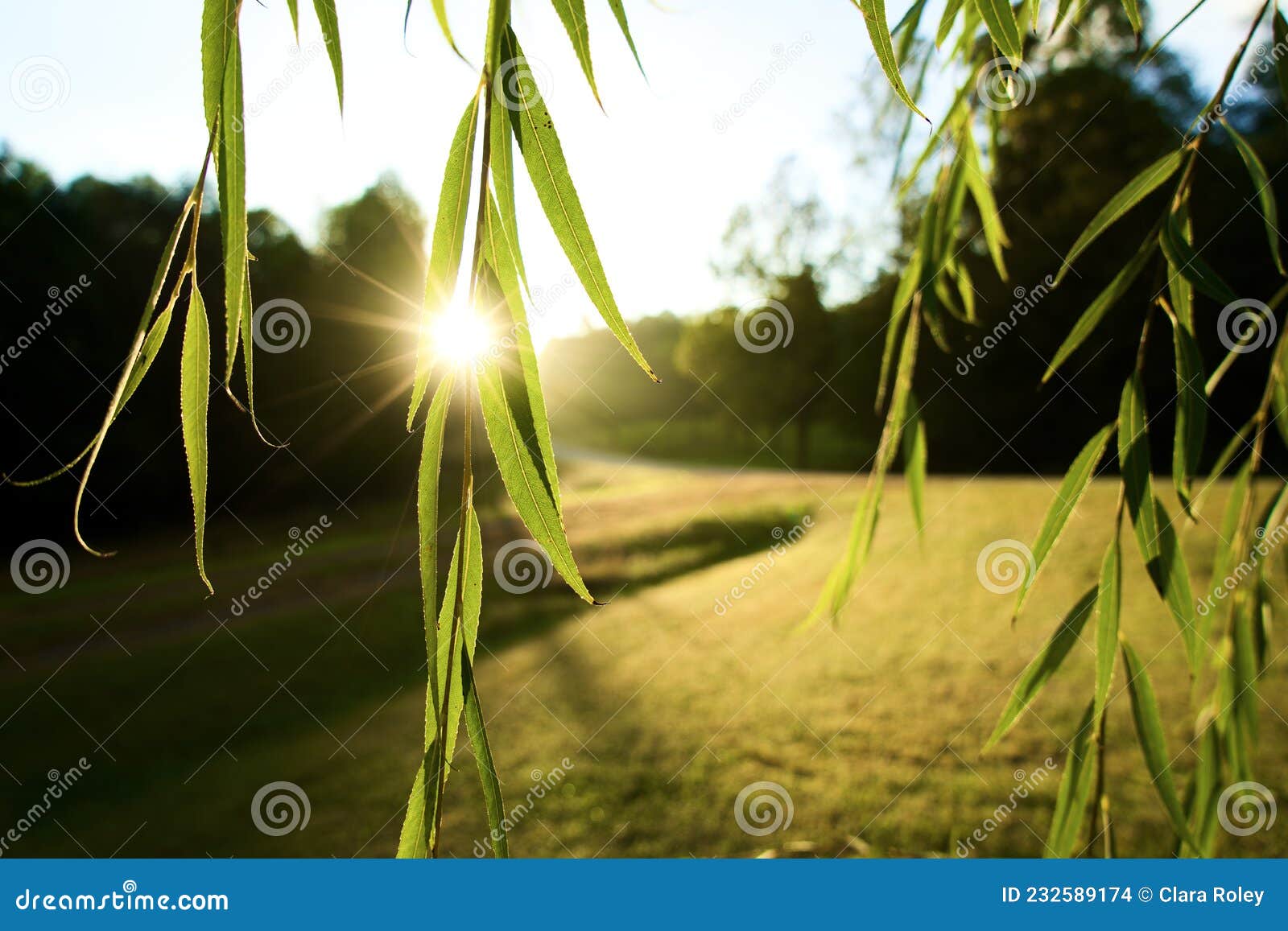 Bright Sunny Sunlight Peeking through the Leaves of a Willow Tree Stock ...