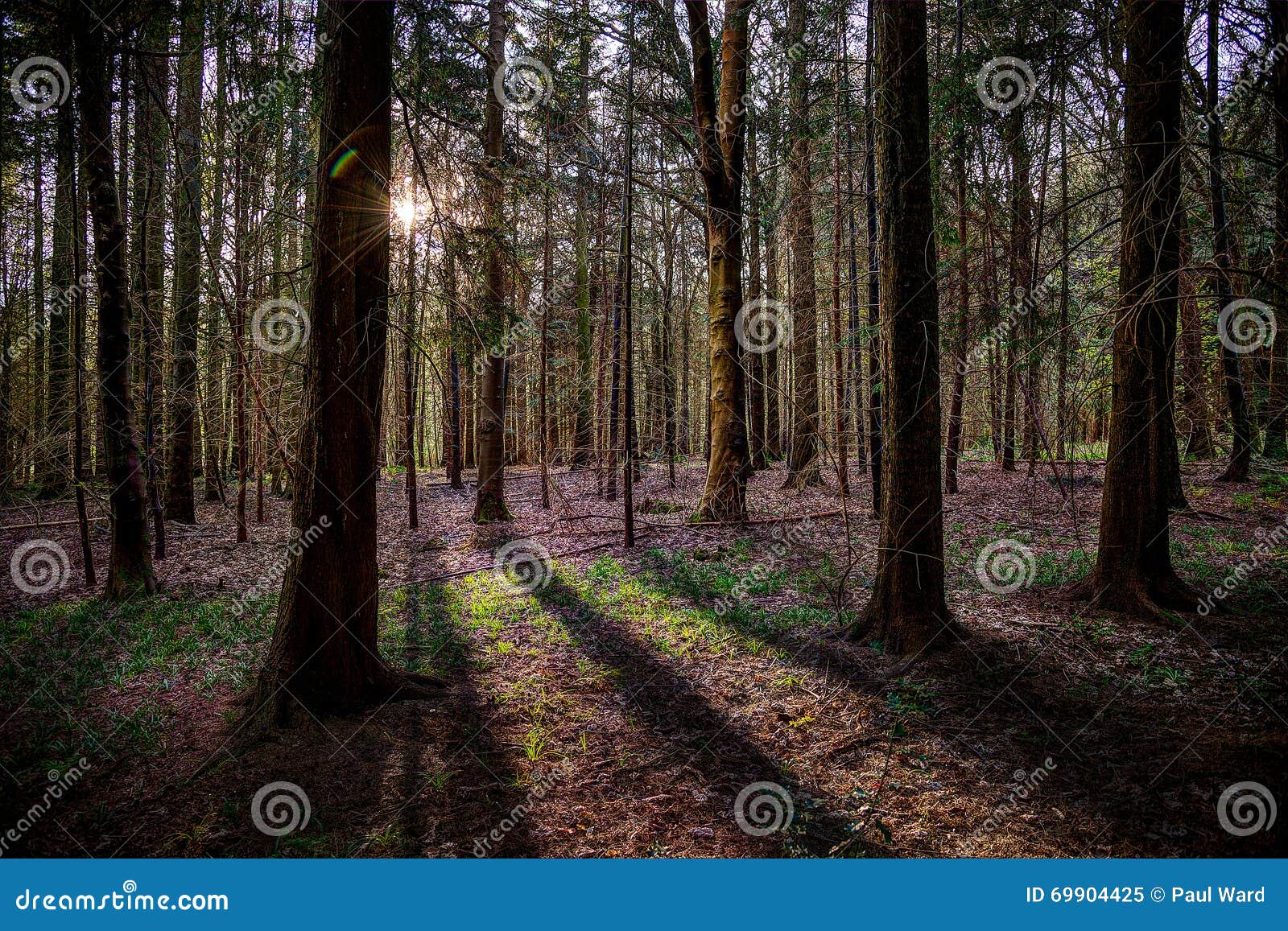 Sunlight and Shadows in the Woods Stock Image - Image of sunlight ...