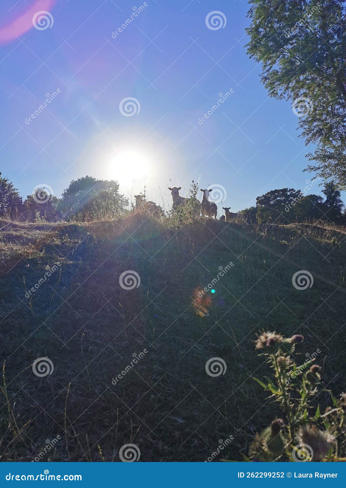 Sunlight Flares on a Summers Day Stock Photo - Image of morning ...