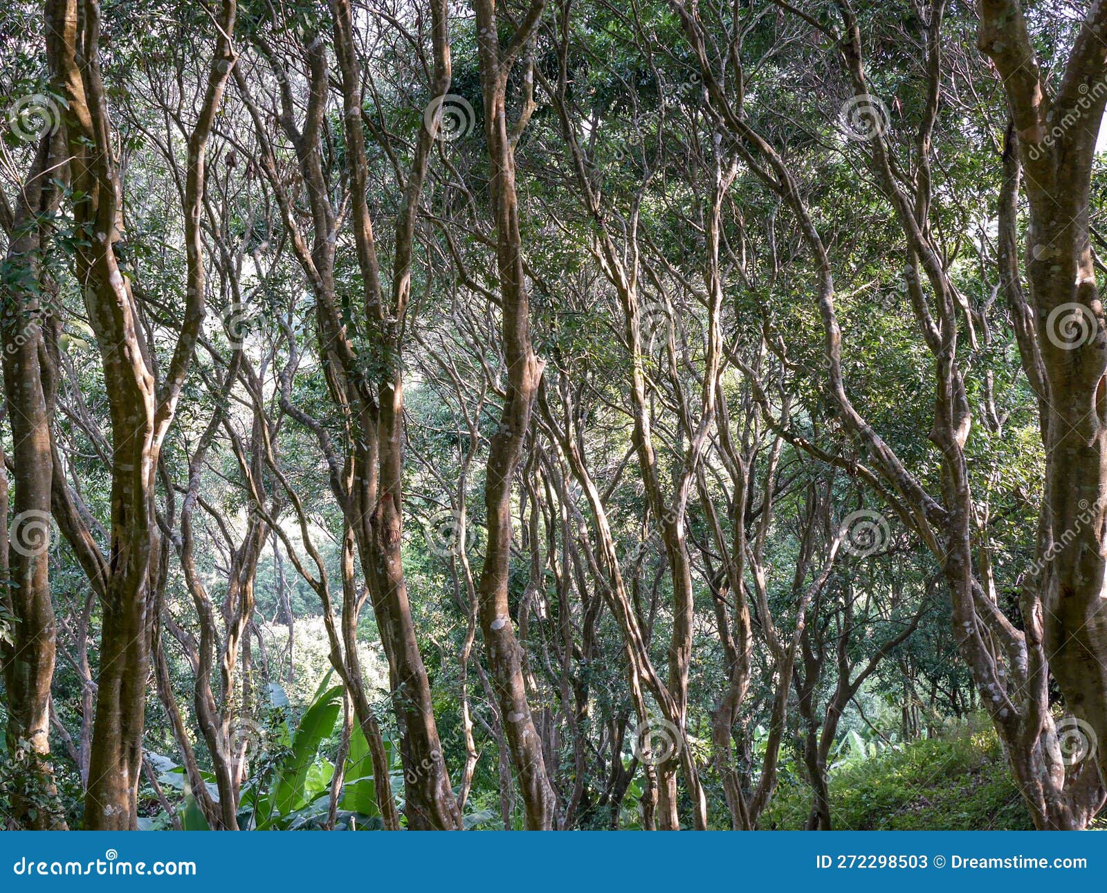 Thin Trees in a Sloping Forest Stock Image - Image of play, asloping ...