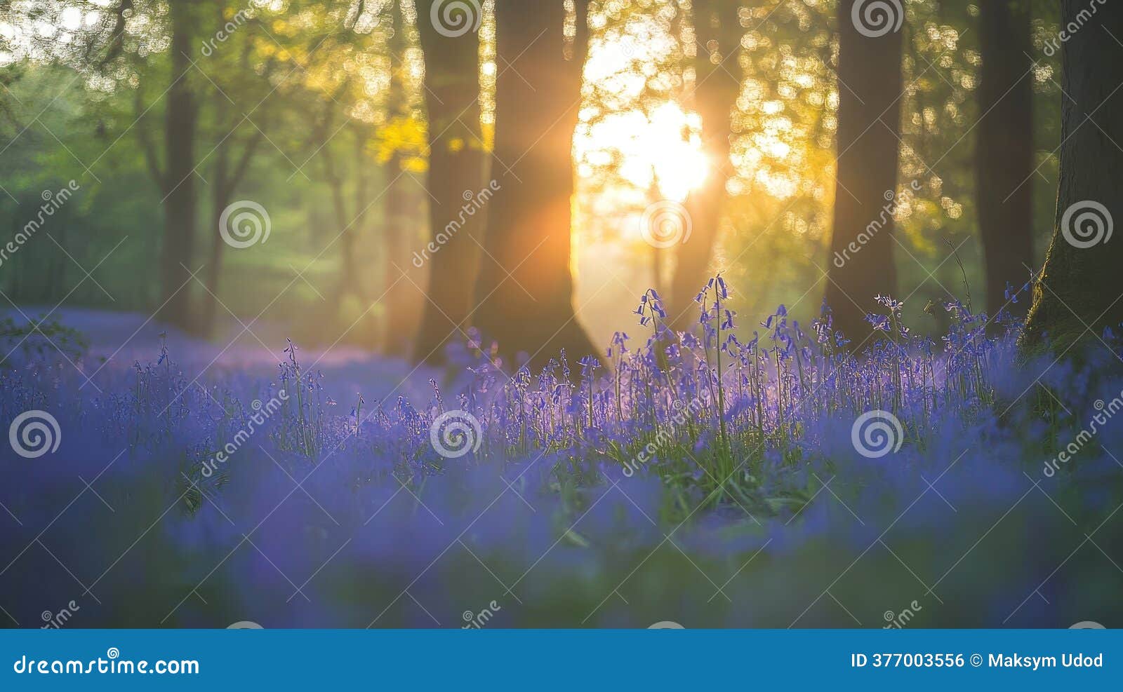 Beautiful Bluebell Flowers. Glade With Blue Bells. Campanula Closeup ...