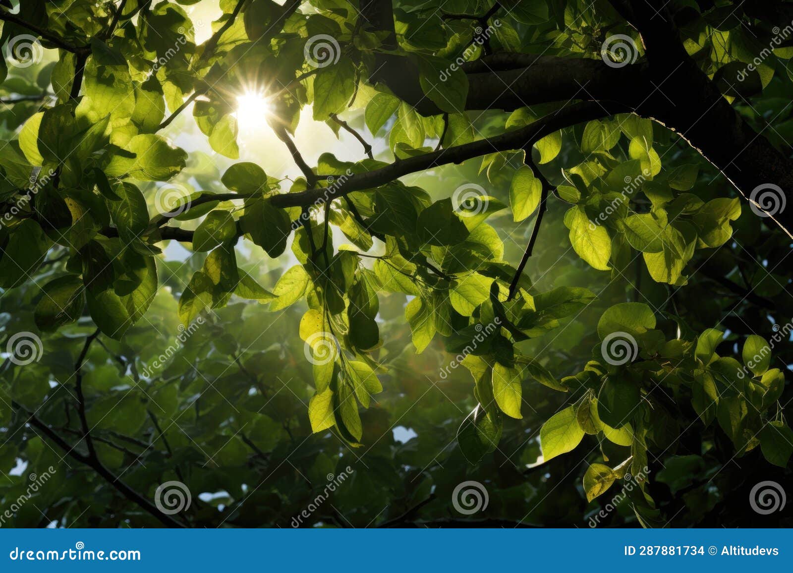 Sunlight Shining through Apple Tree Leaves Stock Photo - Image of ...