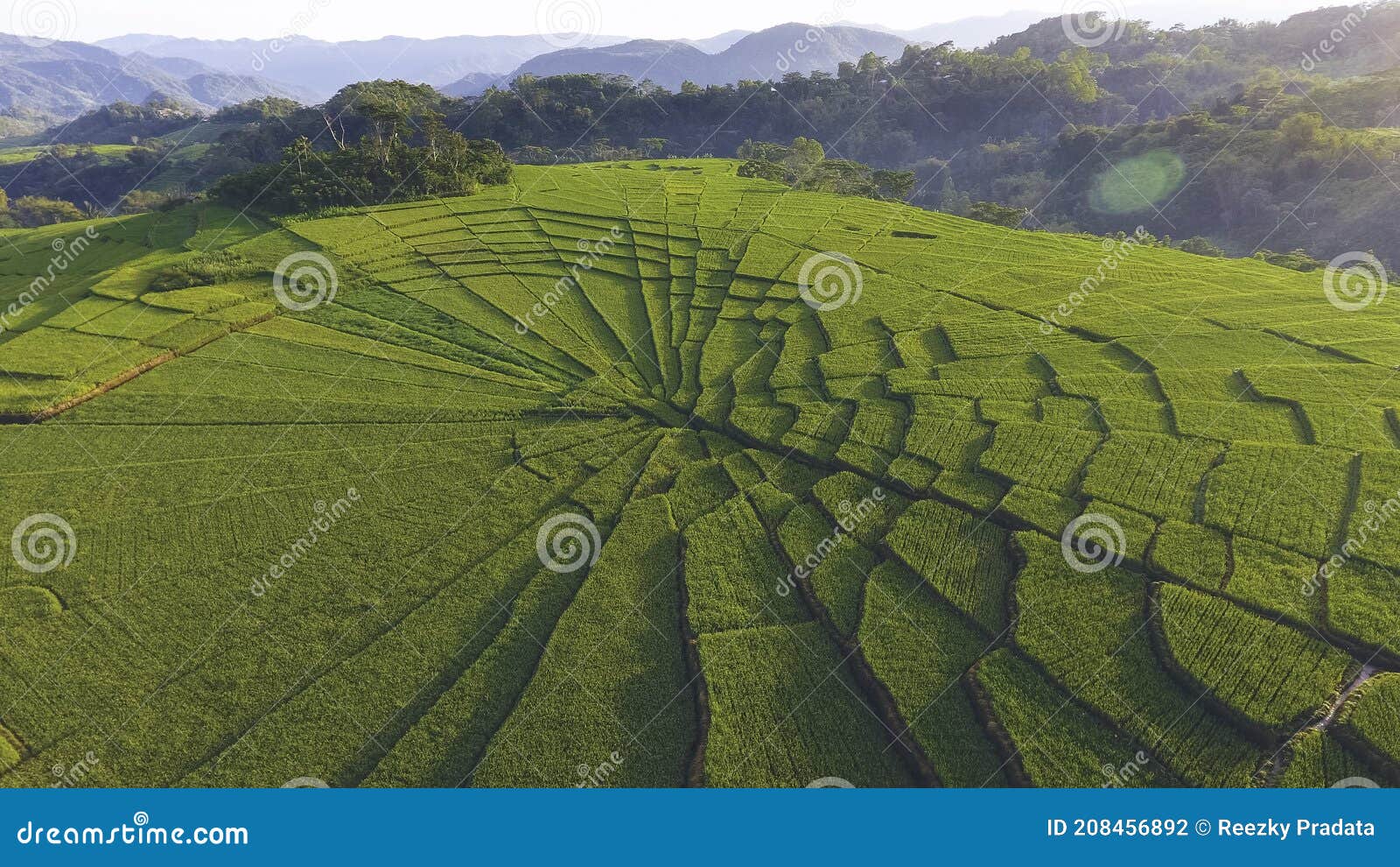 Spider Web Rice Paddy Field Stock Photo | CartoonDealer.com #36904896