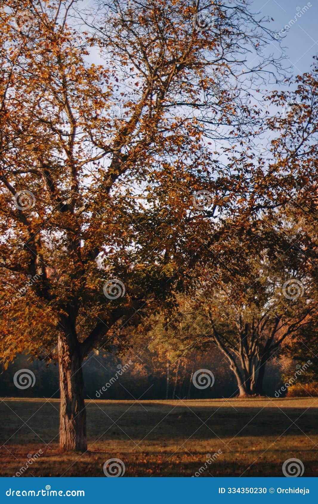 Sunlight Shining through Fall Foliage on Trees in a Meadow Stock Photo ...