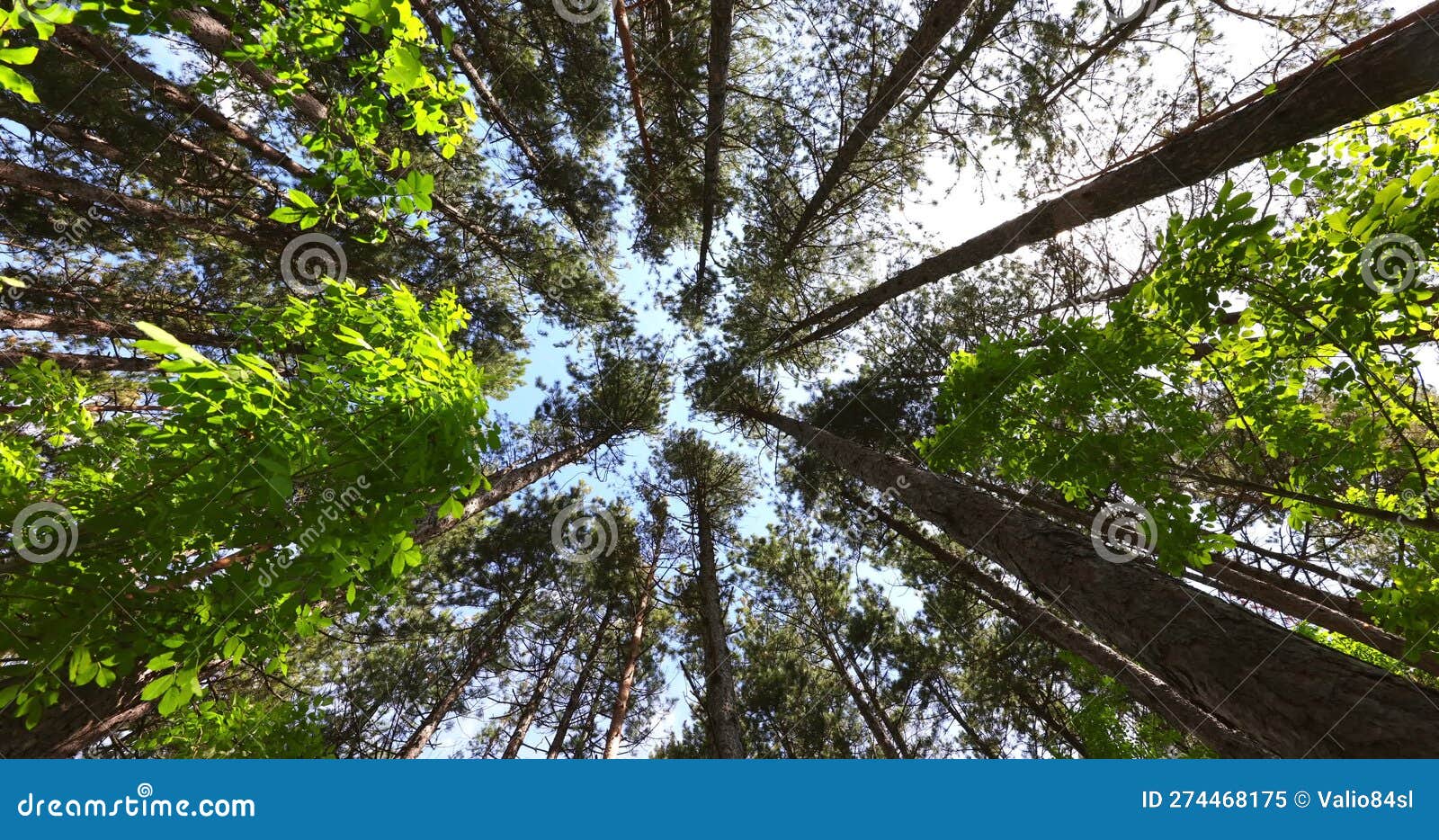 Sunlight Shining through Forest Tree Tops, Low Angle View 4k Video ...